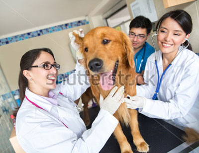 stock_image_01 - Pet Emergency Fund